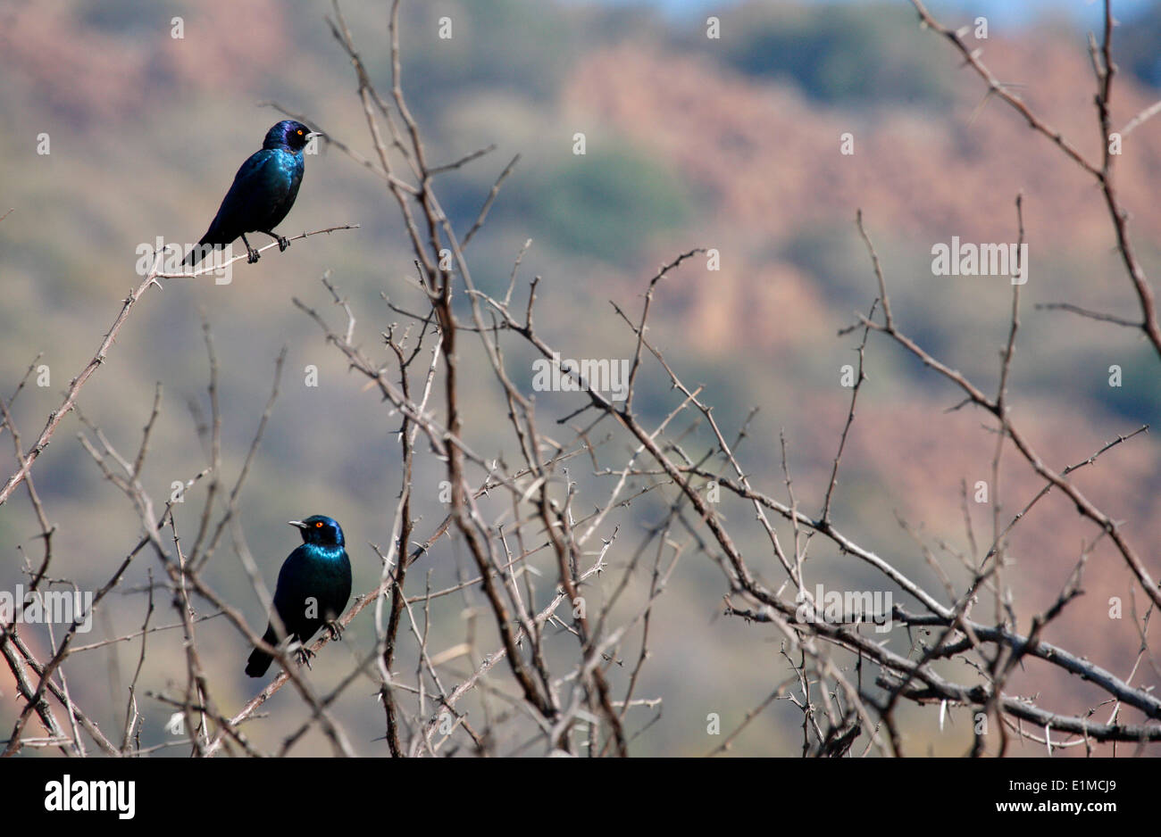 Game and game birds hi-res stock photography and images - Alamy