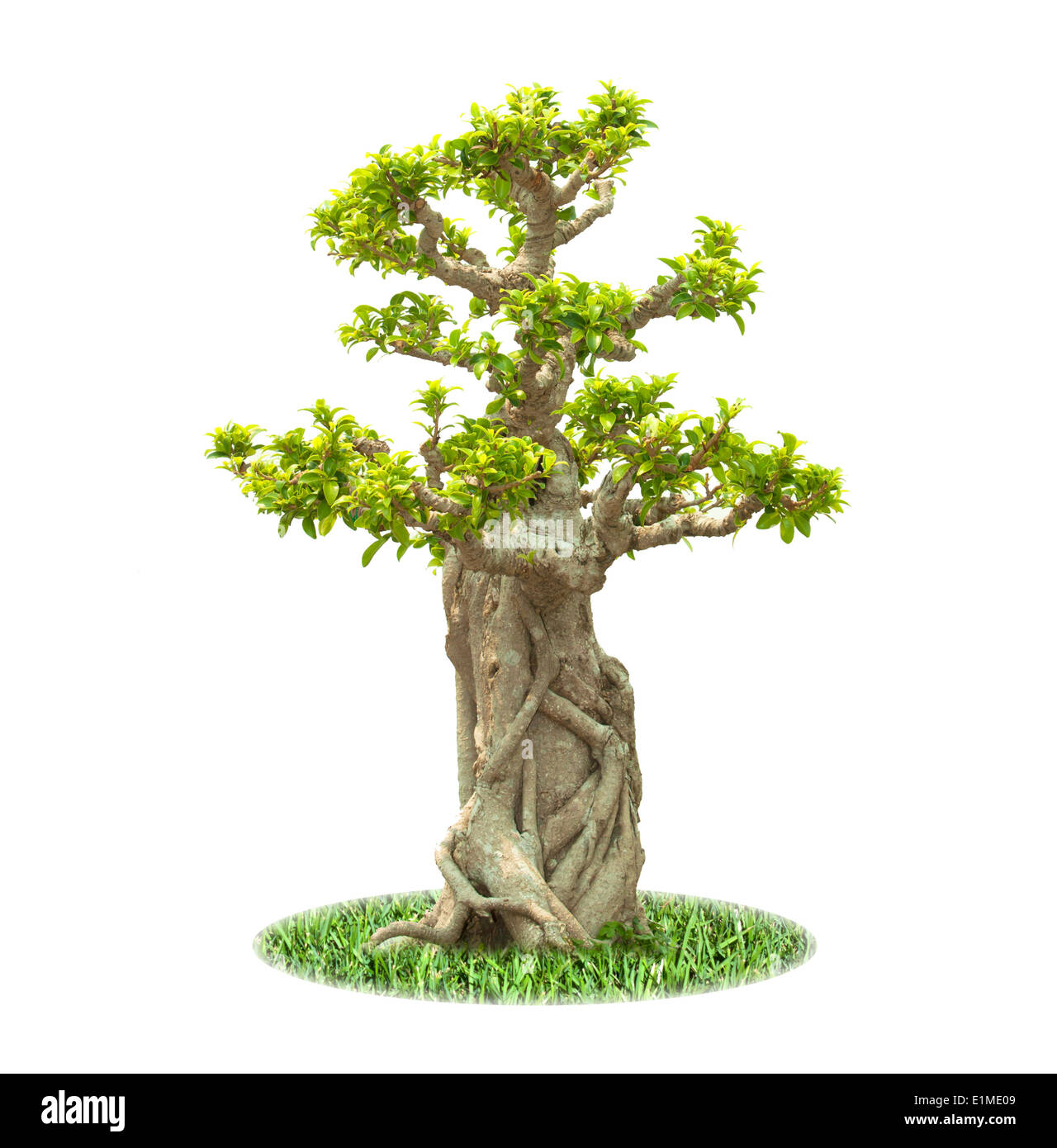 bonsai tree isolated on a white background Stock Photo - Alamy
