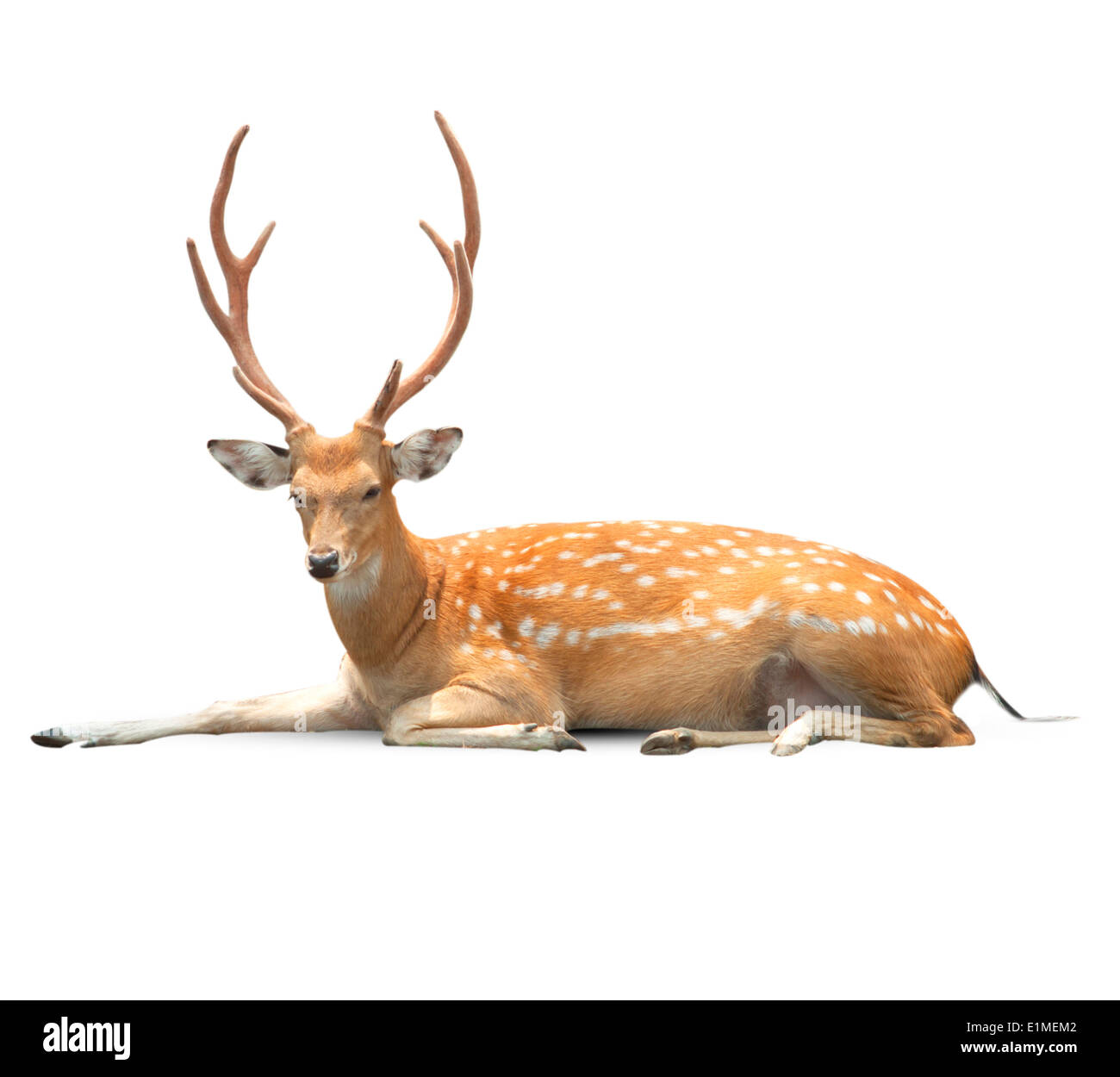 male sika deer isolated on white background Stock Photo - Alamy