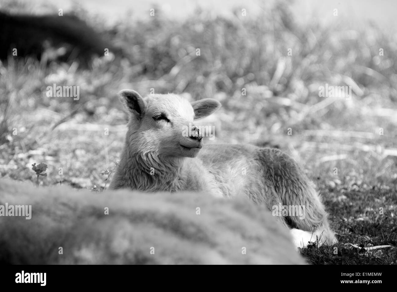 Lamb looking up Stock Photo - Alamy