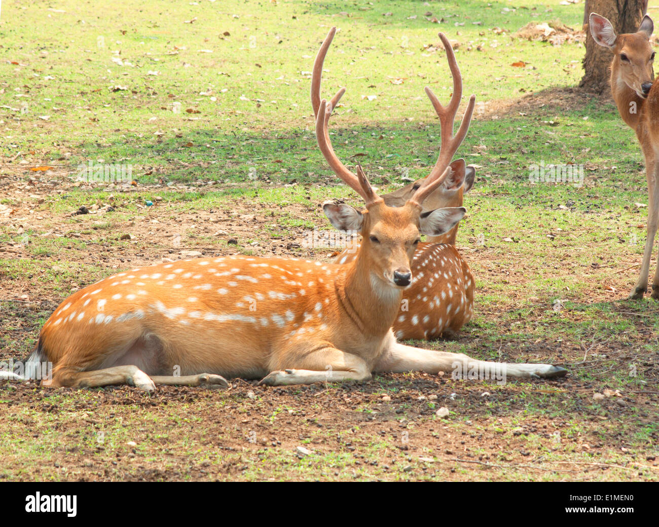 Sika deer zoo hi-res stock photography and images - Alamy