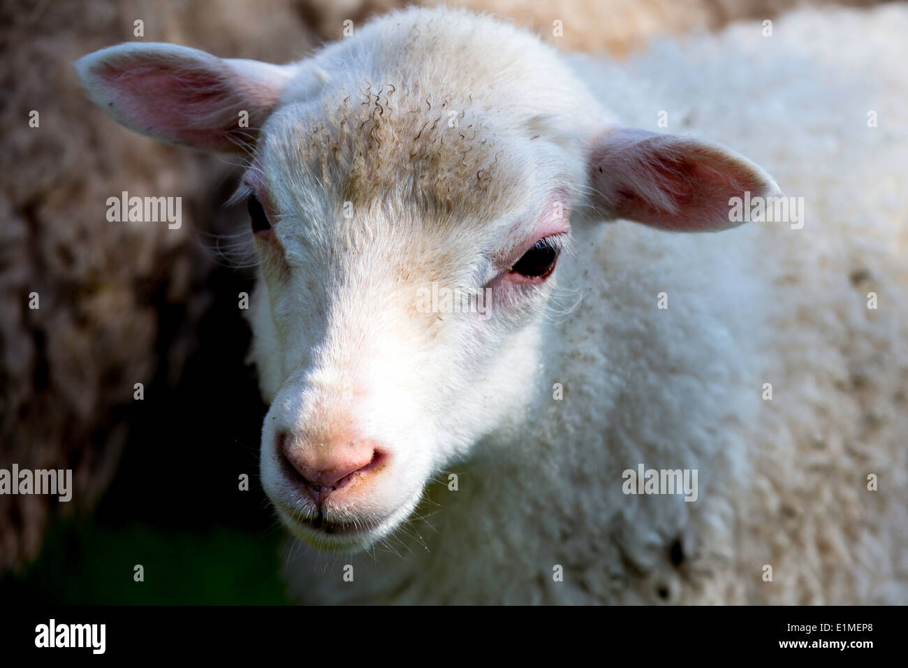 O aries hi-res stock photography and images - Alamy