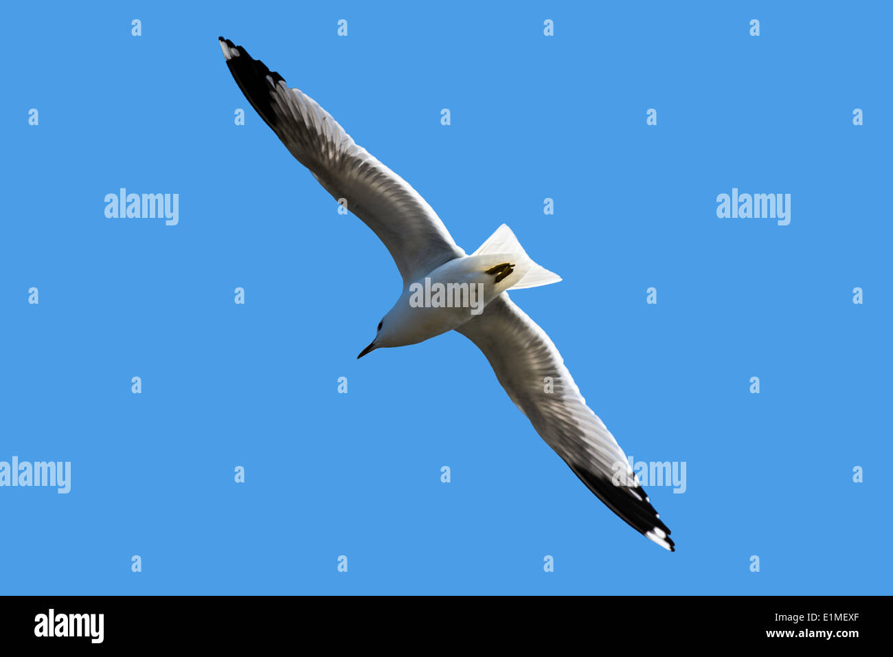 Common gull flying Stock Photo - Alamy