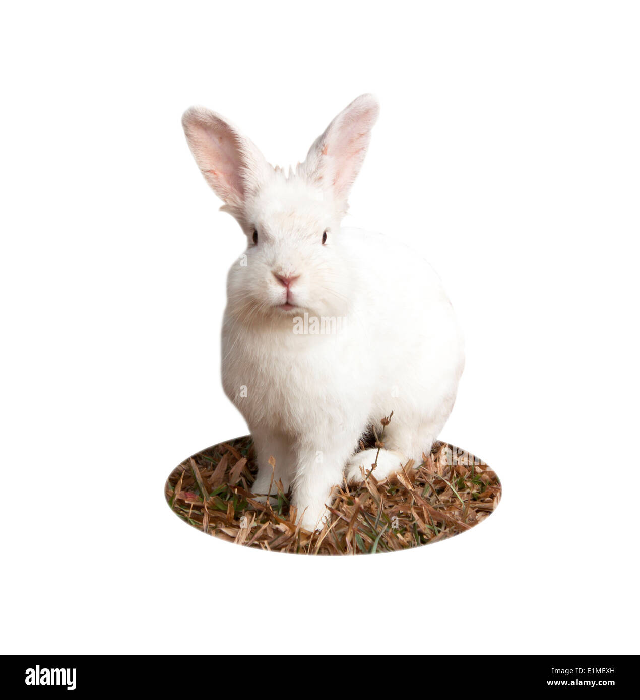 Pet white rabbit isolated on white background Stock Photo - Alamy
