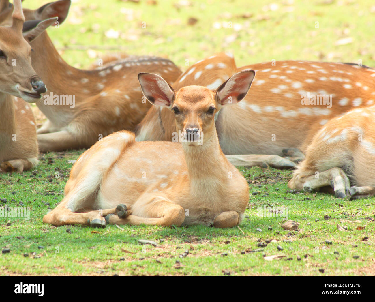 Cute spotted fallow deer animal in the zoo Stock Photo - Alamy