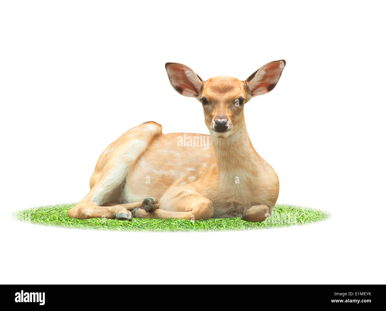 Cute spotted fallow deer isolated on white background Stock Photo - Alamy