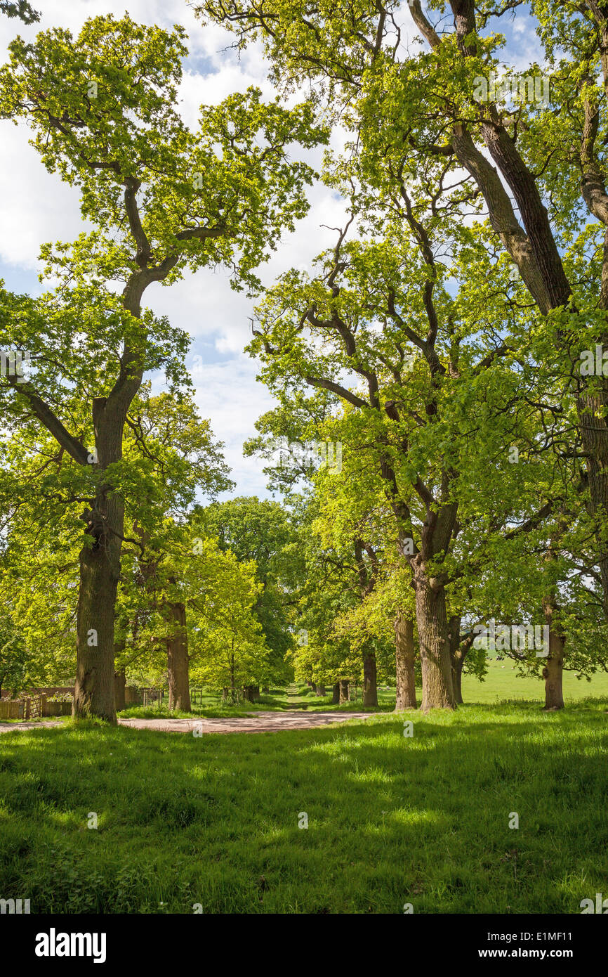 An avenue of mature Oak (Quercus) trees at Hanbury Hall stately home ...