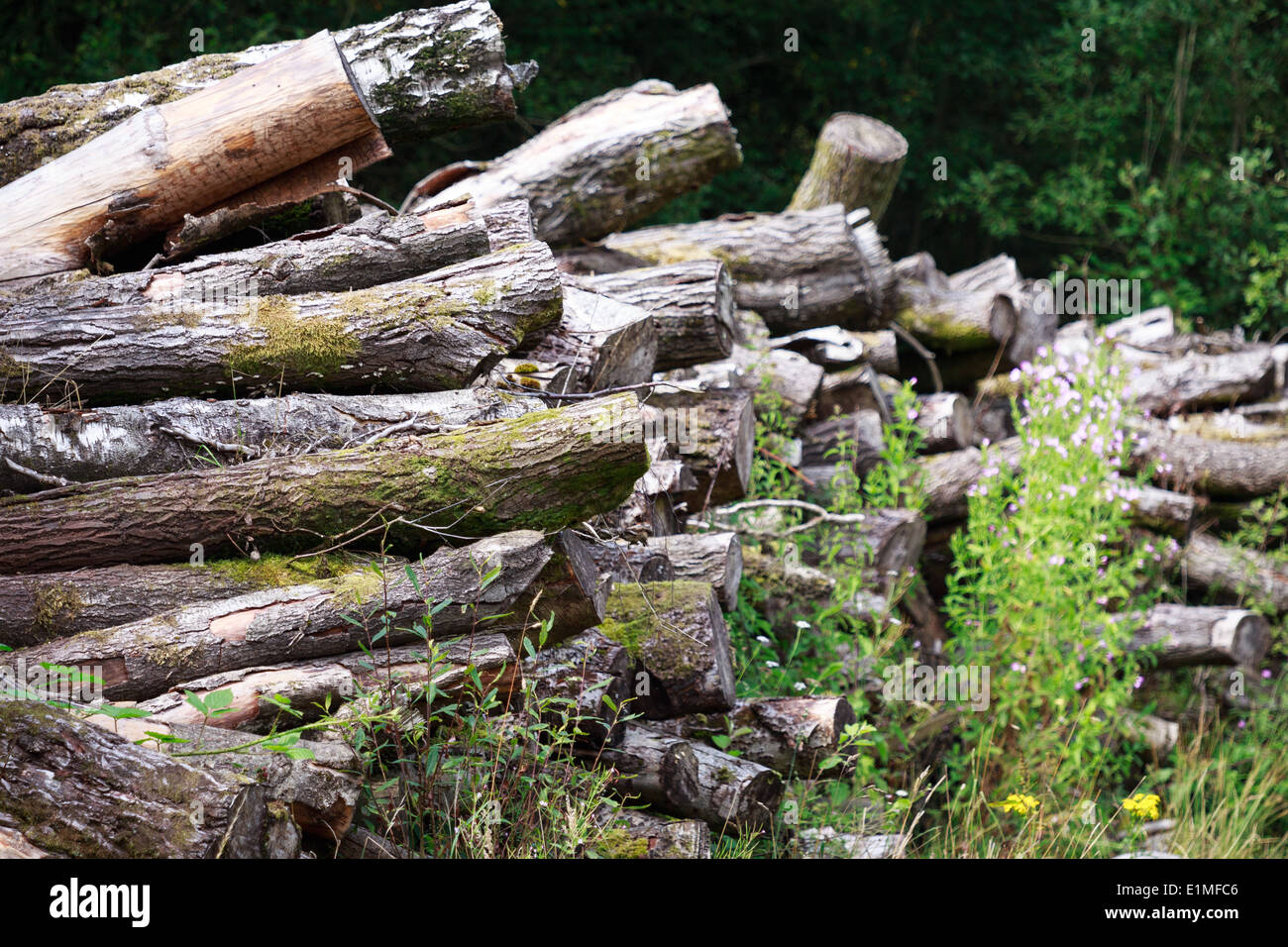 Wooded Conservation Area in Hengoed Caerphilly South Wales Stock Photo ...
