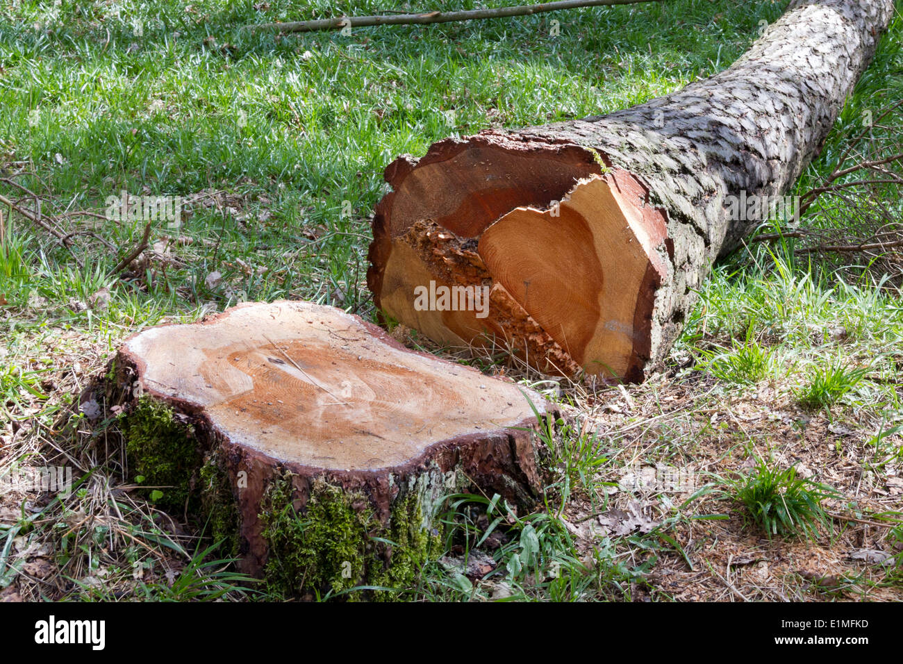 Deforestation a tree cut to the ground Stock Photo - Alamy