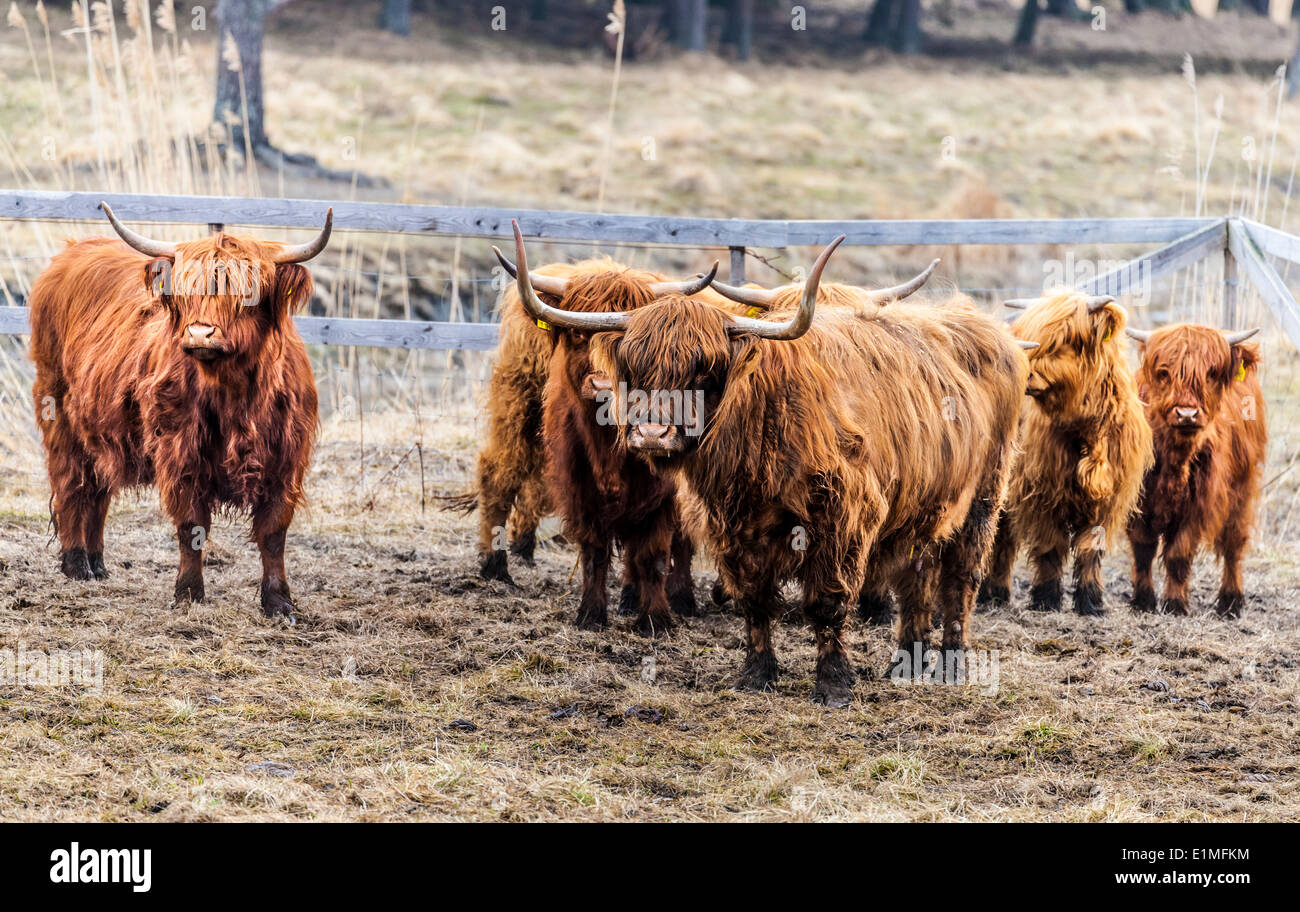 Cattle with big horns hi-res stock photography and images - Alamy