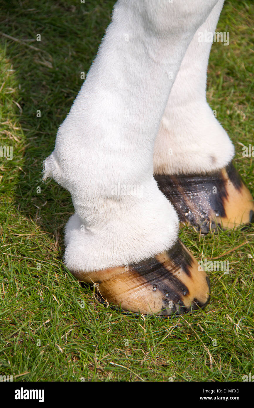 White horse legs close up Stock Photo - Alamy