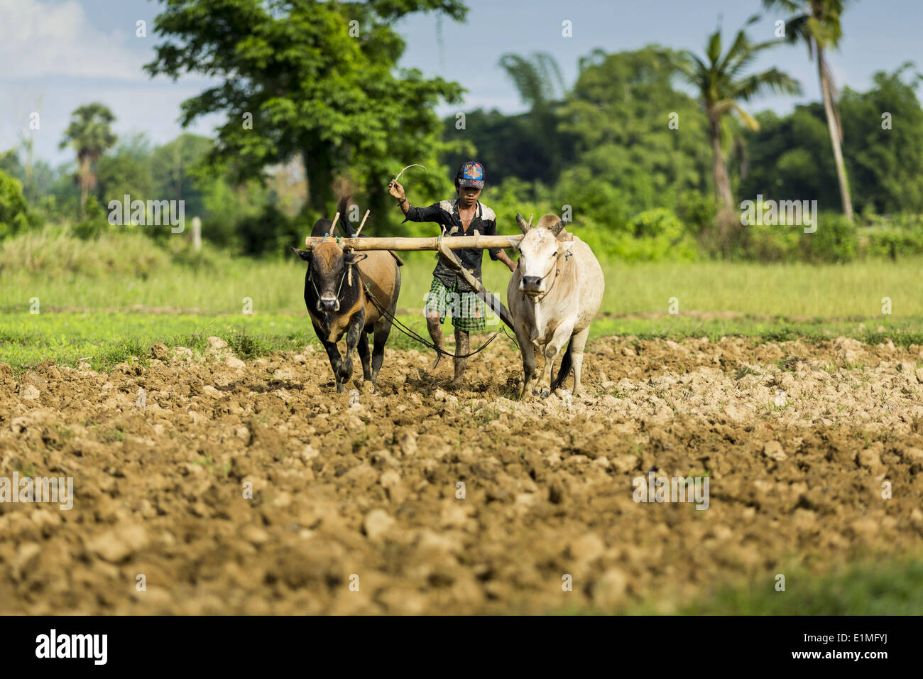 Irrawaddy delta field hi-res stock photography and images - Alamy