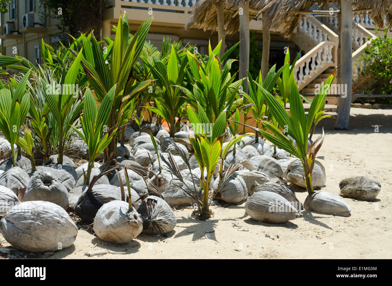 Collection of coconut seedlings ready to be planted Stock Photo - Alamy