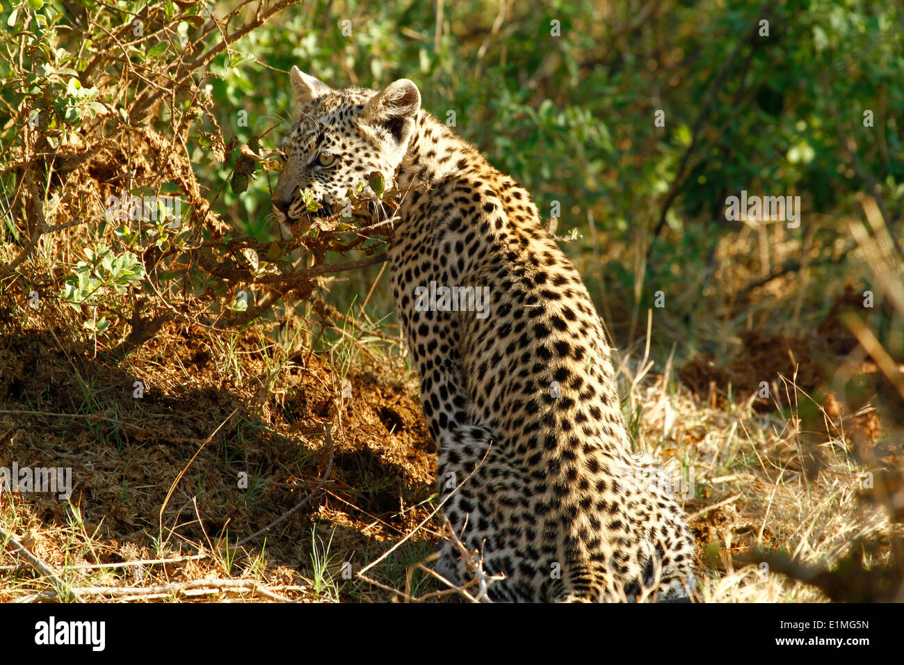 Leopards are powerful big cats able to take large prey due to their ...