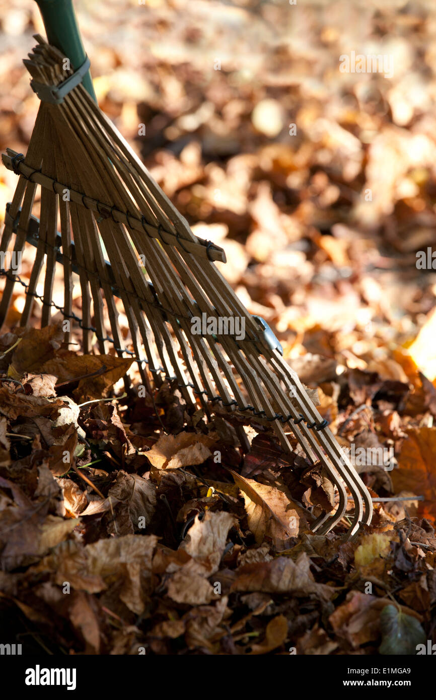 Raking up autumn leaves, close up Stock Photo - Alamy