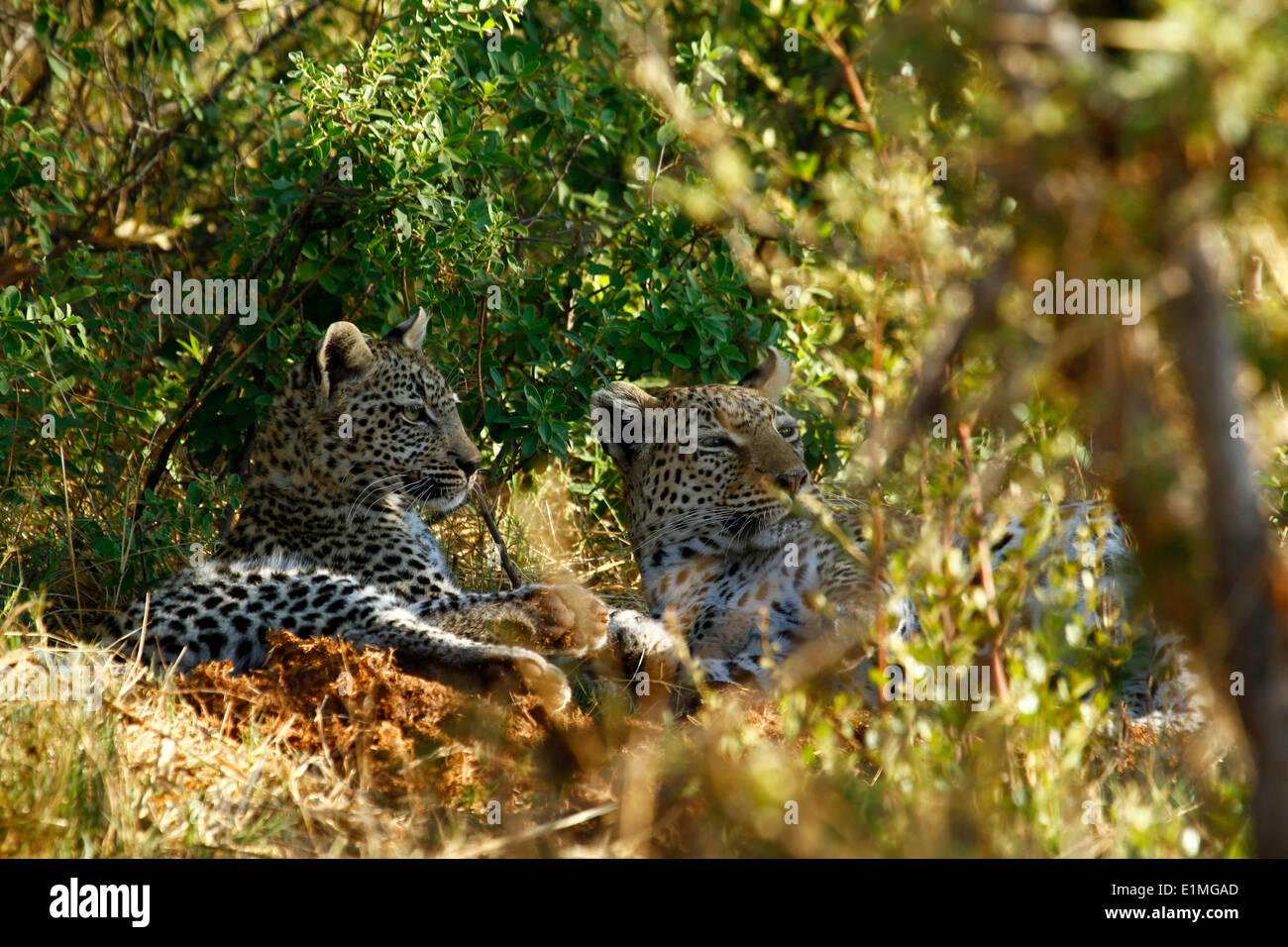 Leopards are powerful big cats able to take large prey due to their ...
