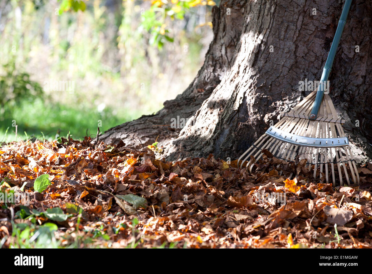 Leaning tree grass fallen hi-res stock photography and images - Alamy