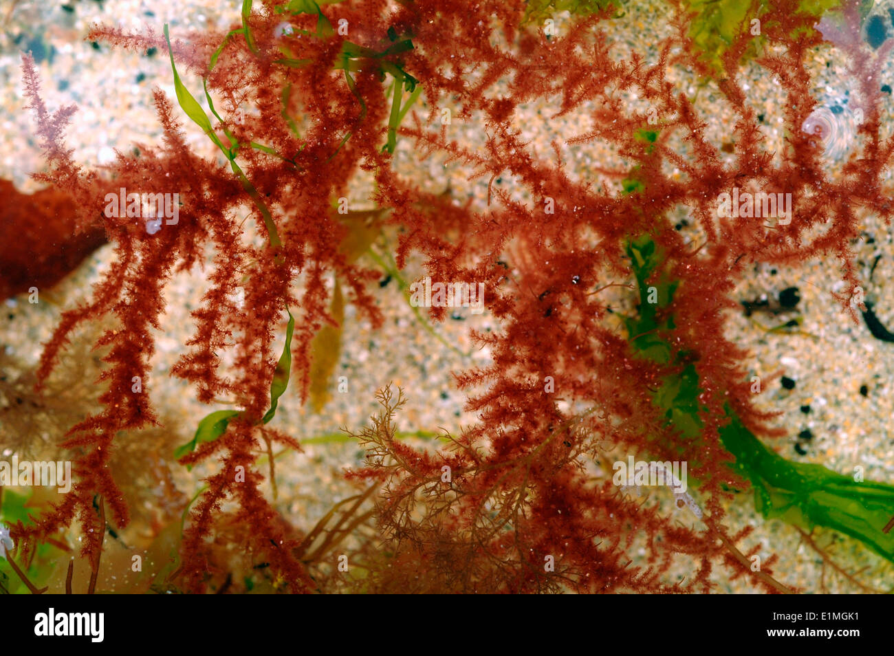 Rockpool marine algae seaweed hi-res stock photography and images - Alamy