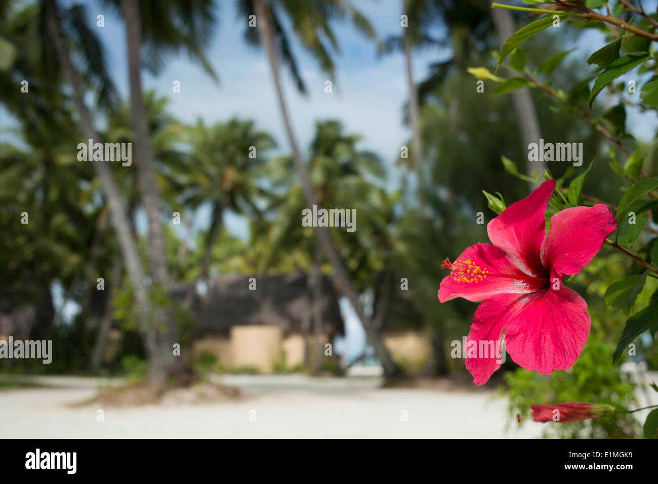 Most beautiful cook island beaches hi-res stock photography and images ...