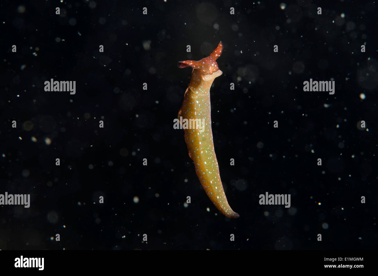 Tiny green seal slug free swimming midwinter amongst particles Stock ...