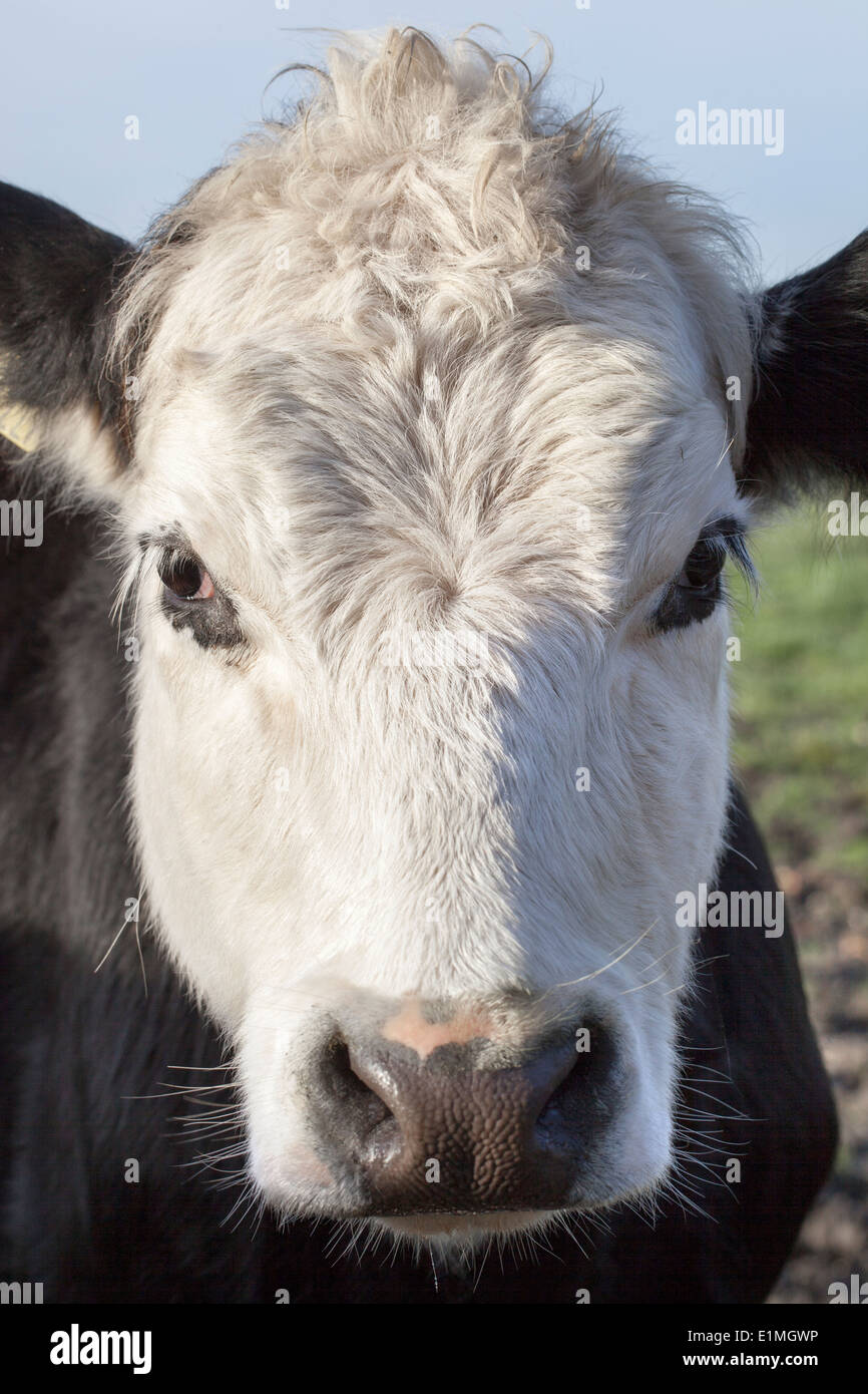 Close up cow face hi-res stock photography and images - Alamy
