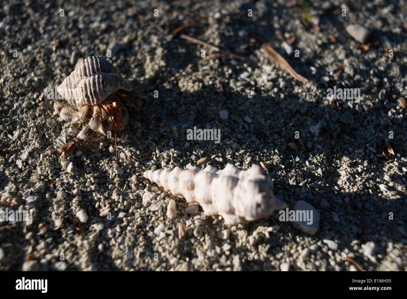 Aitutaki. Cook Island. Polynesia. South Pacific Ocean. Sea snails ...