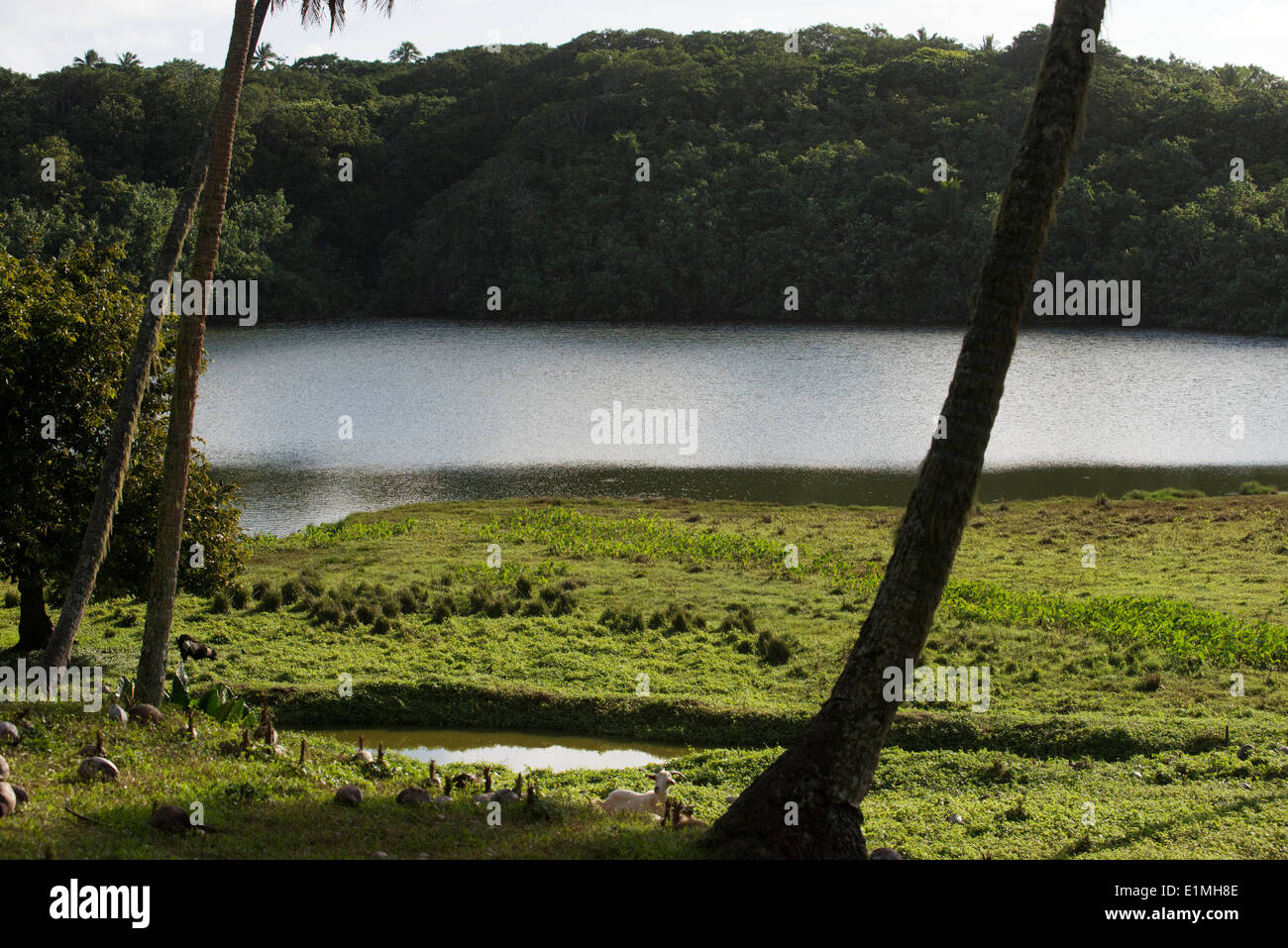 Atiu Island. Cook Island. Polynesia. South Pacific Ocean. Atiu Island ...