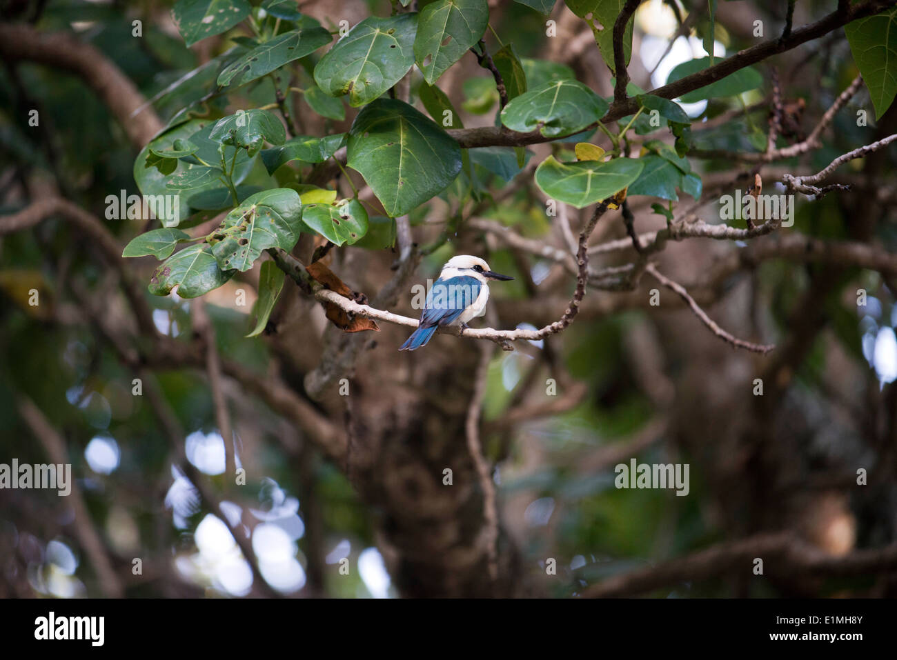 Atiu Island High Resolution Stock Photography and Images - Alamy