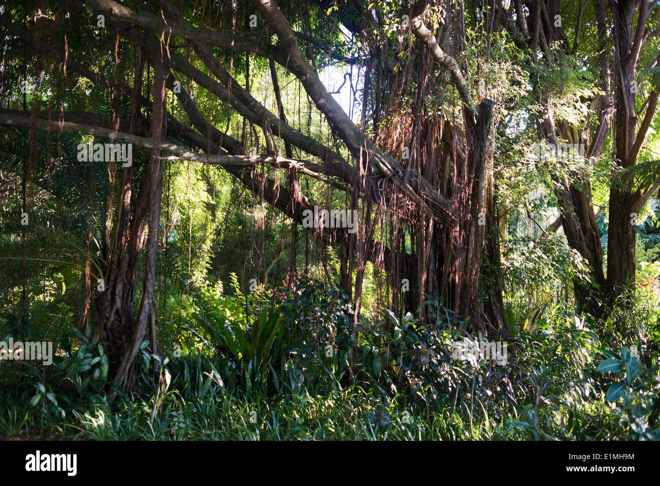 Atiu Island. Cook Island. Polynesia. South Pacific Ocean. Trees near ...