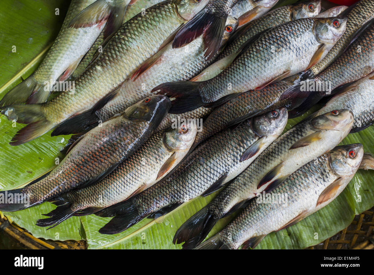 Irrawaddy delta hi-res stock photography and images - Alamy