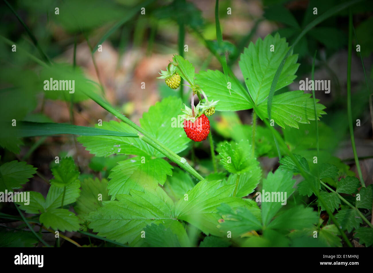 Macro little strawberry in woods hi-res stock photography and images ...