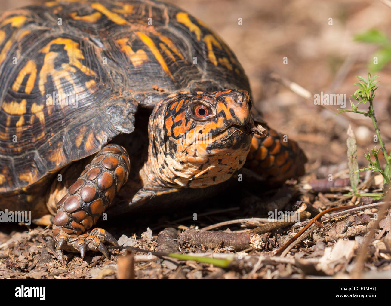 Eastern box hi-res stock photography and images - Alamy