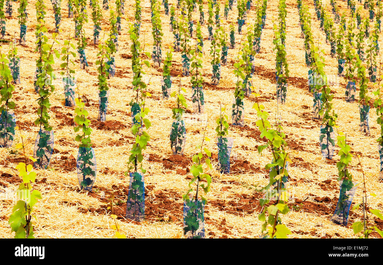A young freshly planted vineyard Stock Photo - Alamy