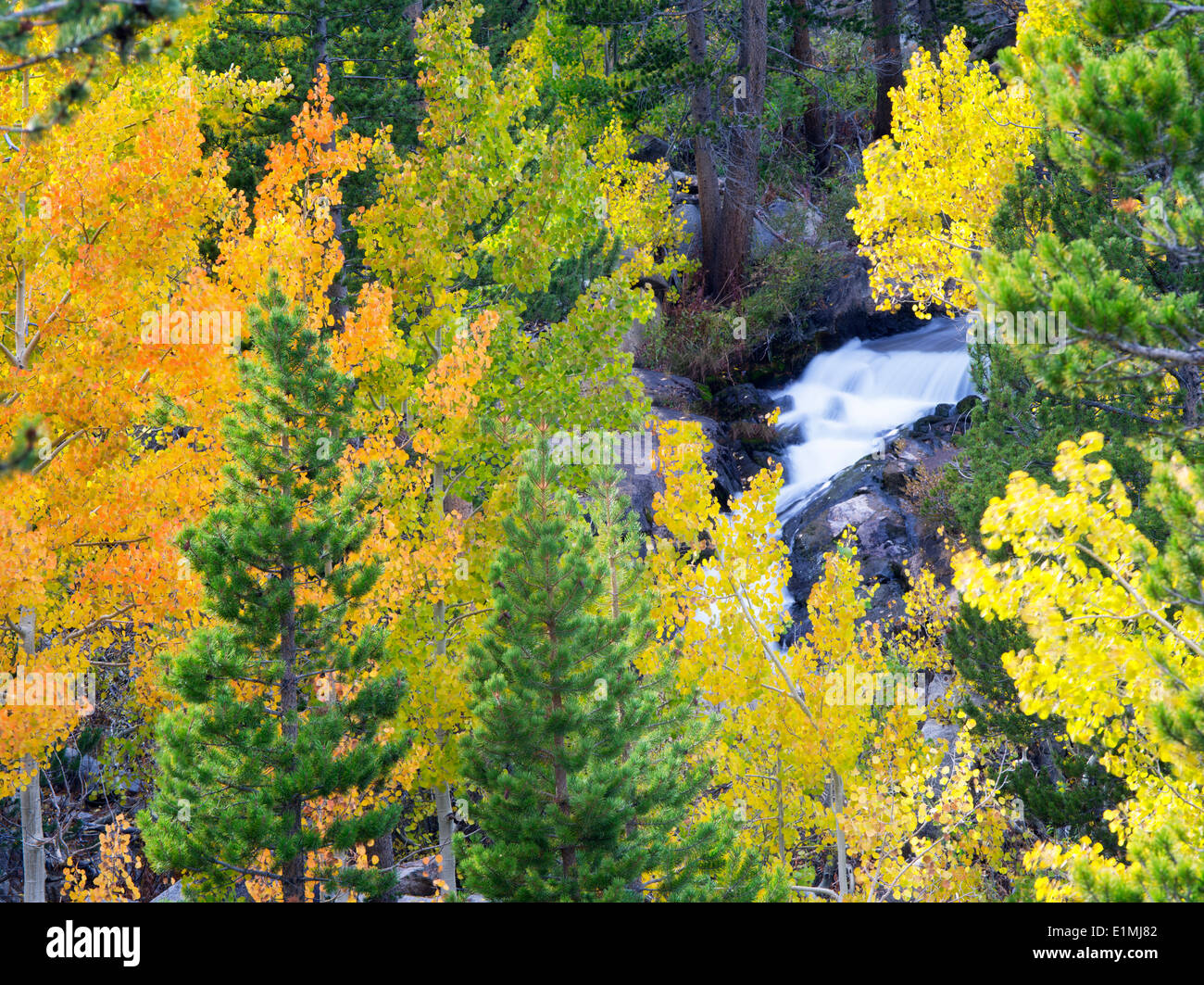 Autumn colored aspen trees along Bishop Creek. Sierra Nevada Mountains ...