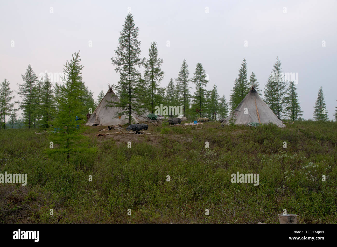 Reindeer herders camp of the nomadic Nenets people in the Russian ...