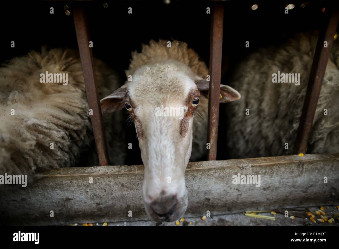 Sheep in stable Stock Photo - Alamy