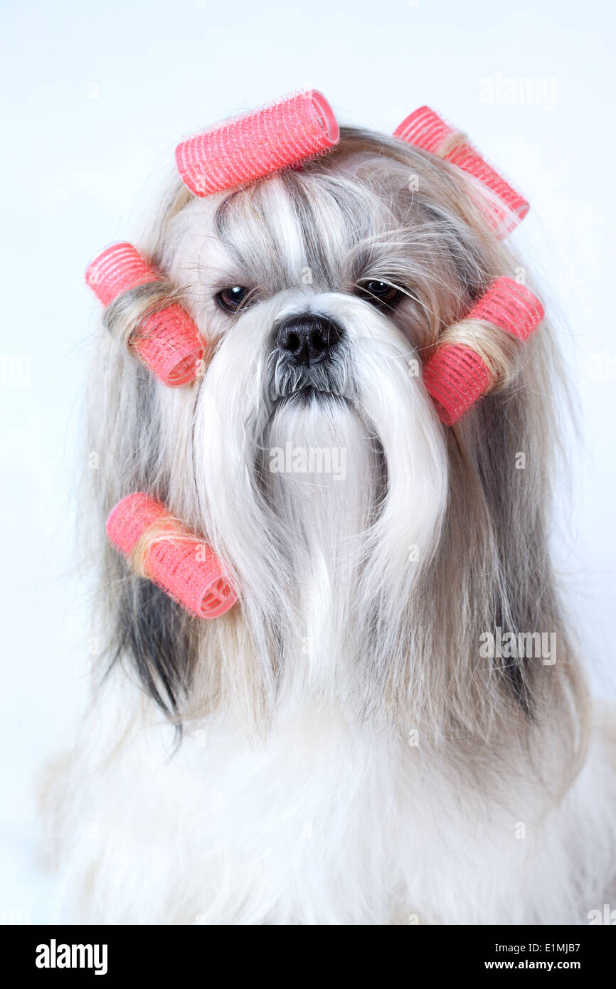 Shih tzu dog with curlers Stock Photo - Alamy