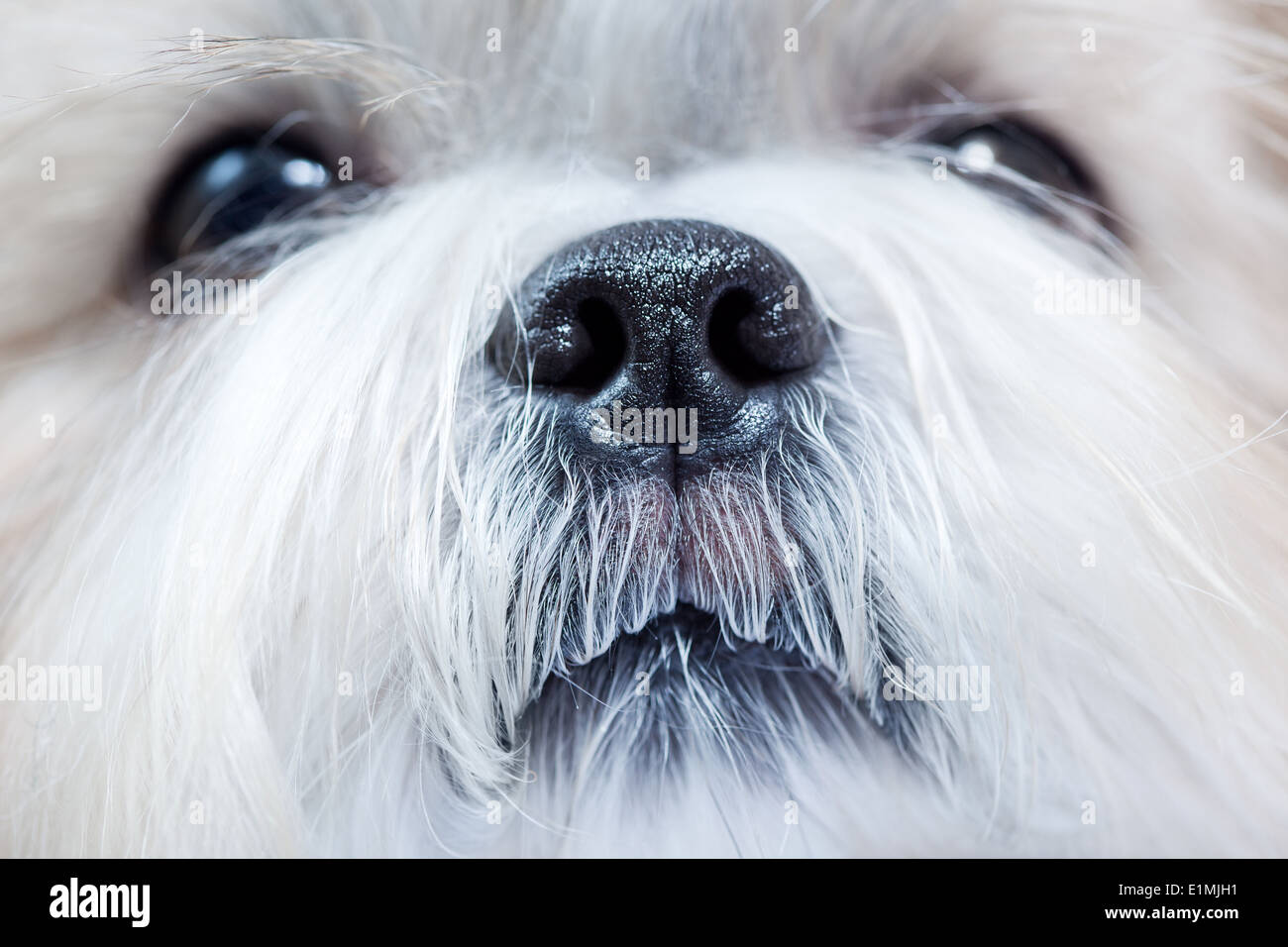 Shih tzu dog close-up portrait Stock Photo - Alamy