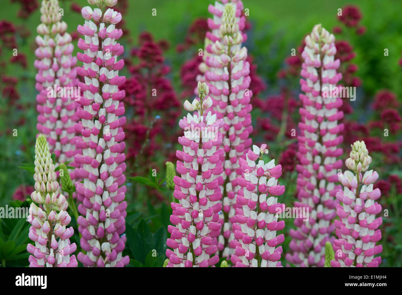 Lupinus. Lupin 'The Chatelaine' flowers Stock Photo - Alamy