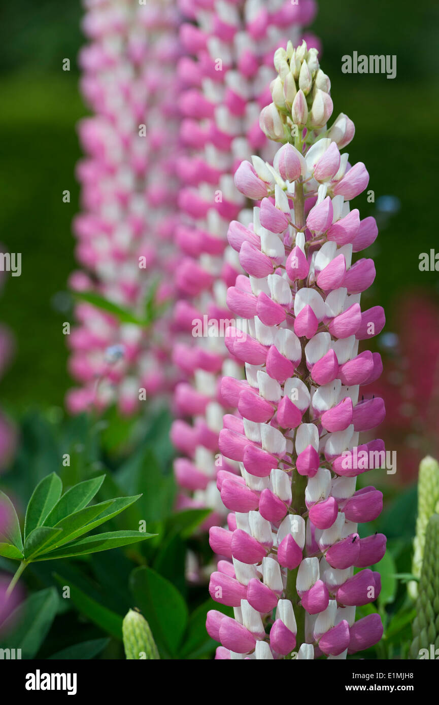 Lupinus. Lupin 'The Chatelaine' flowers Stock Photo - Alamy
