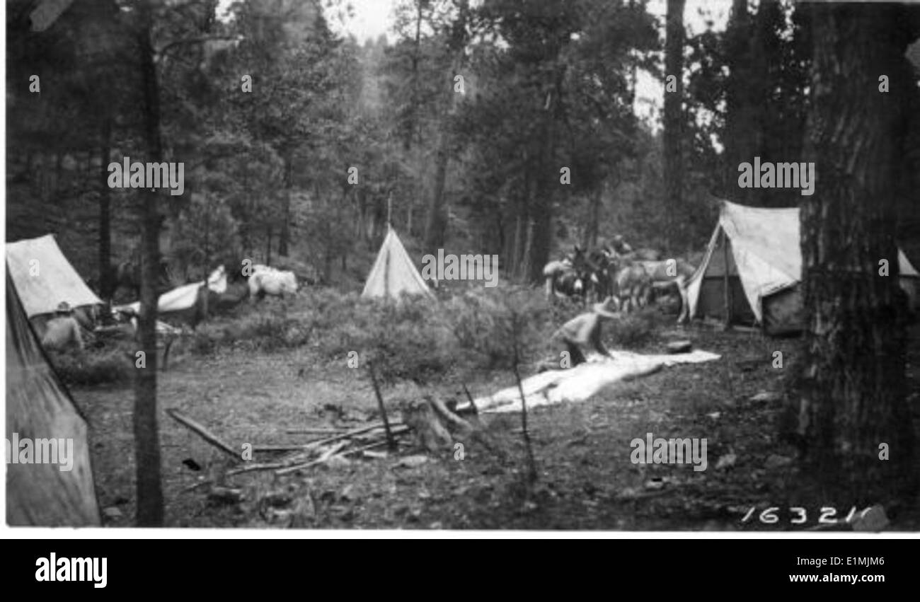 A black and white photo capturing forest people gathering around trees ...
