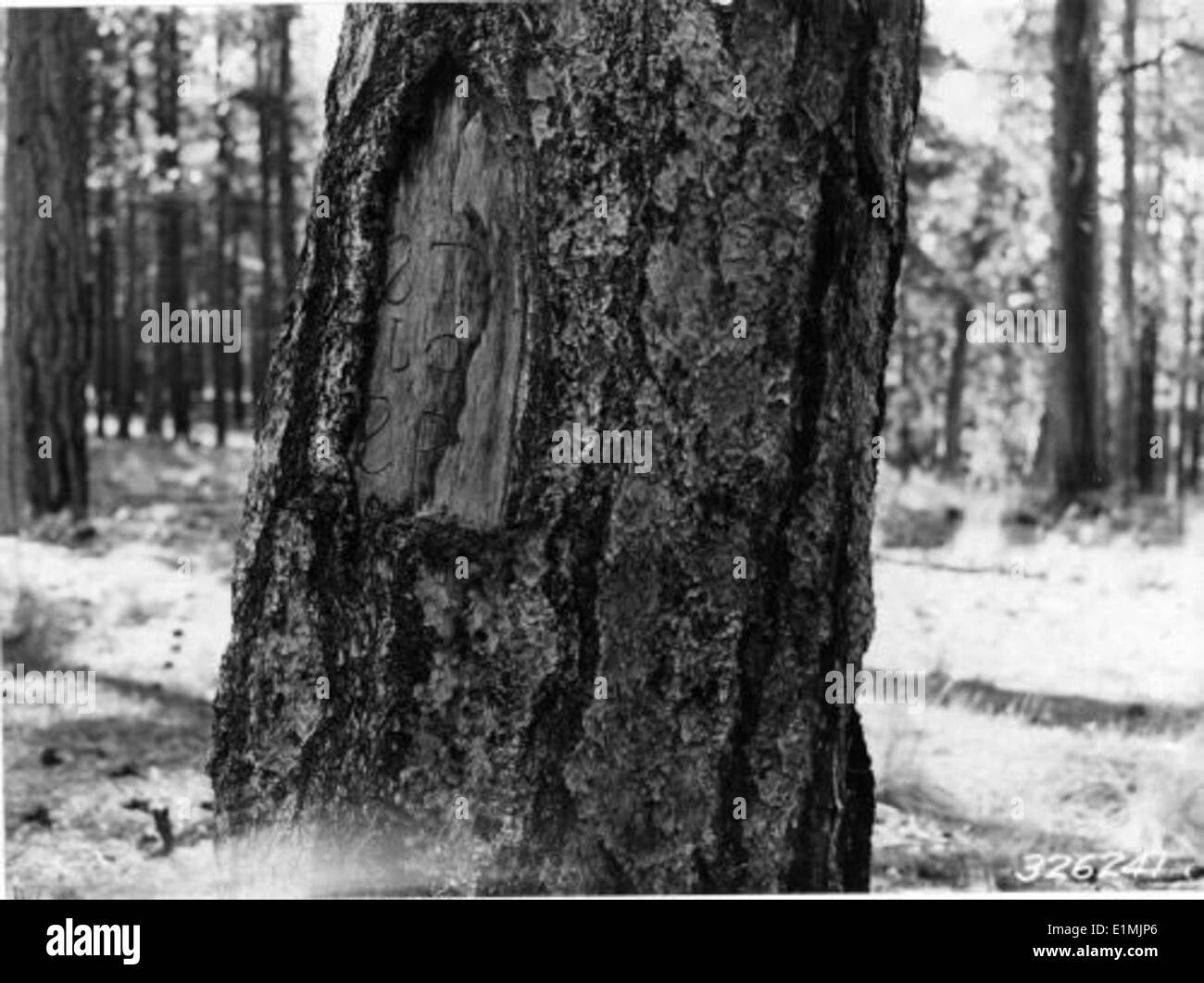This black-and-white photograph of a forest sign and tree bark ...