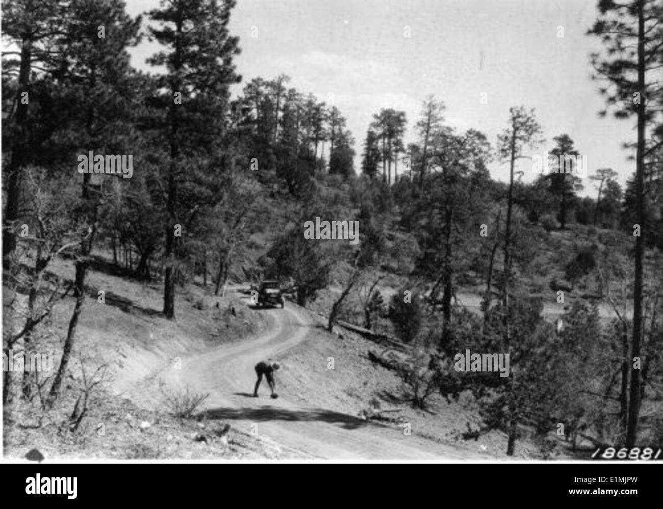 Historic black-and-white photograph depicting people and trees along a ...