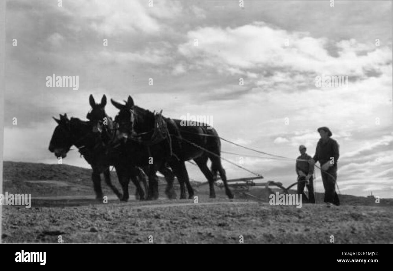 This black and white photograph captures people with mules, likely in ...