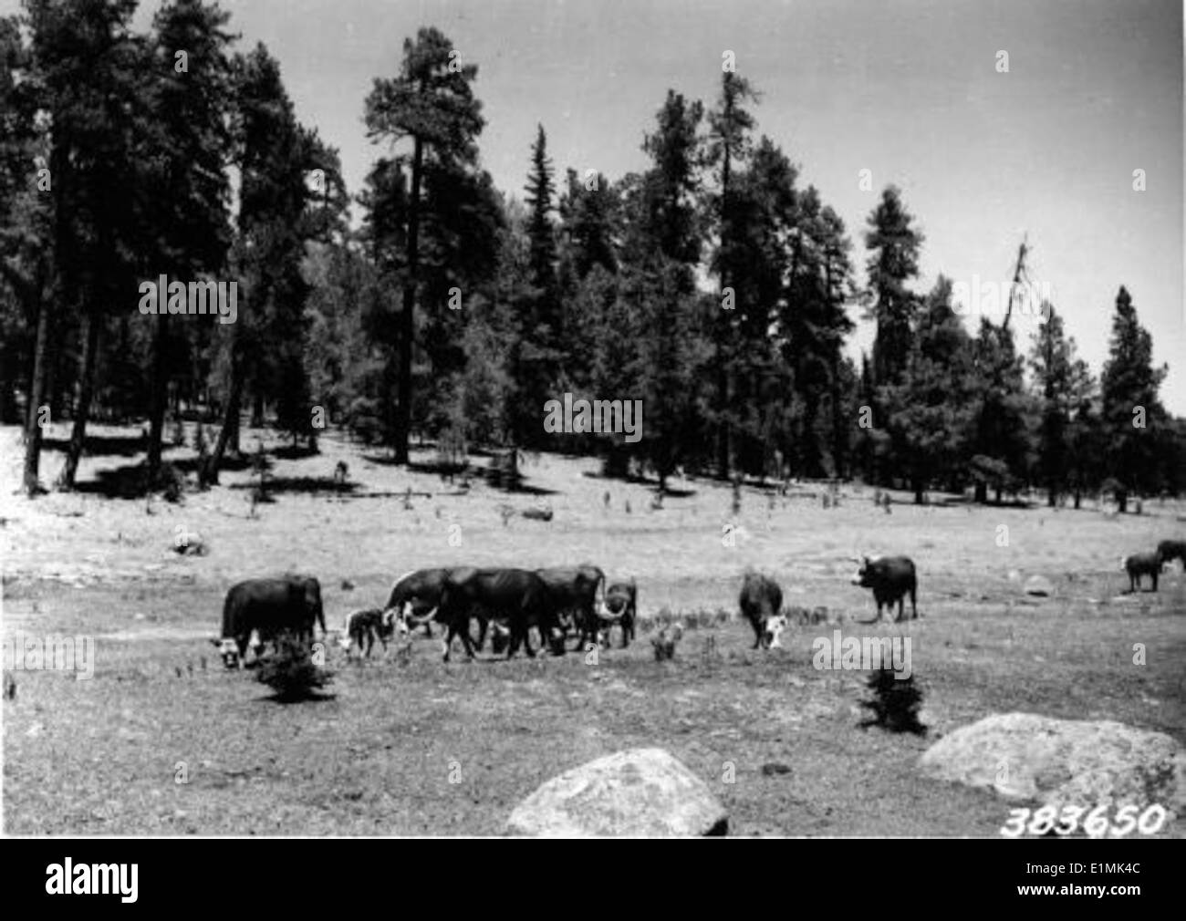 A black-and-white photograph showing cattle grazing in a forested area ...