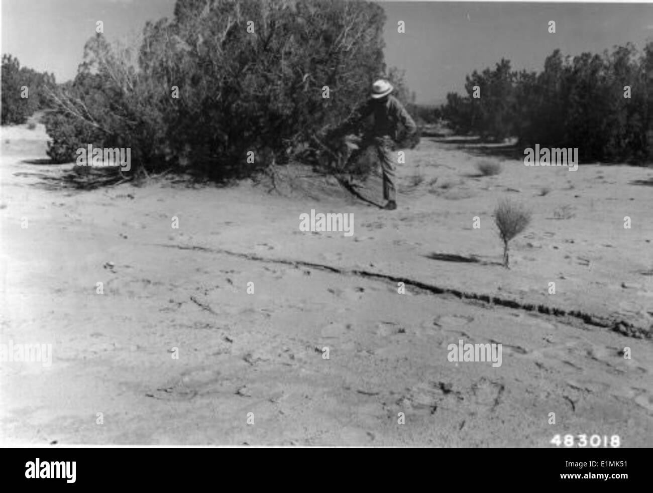 A black-and-white image depicting juniper plants growing from the soil ...