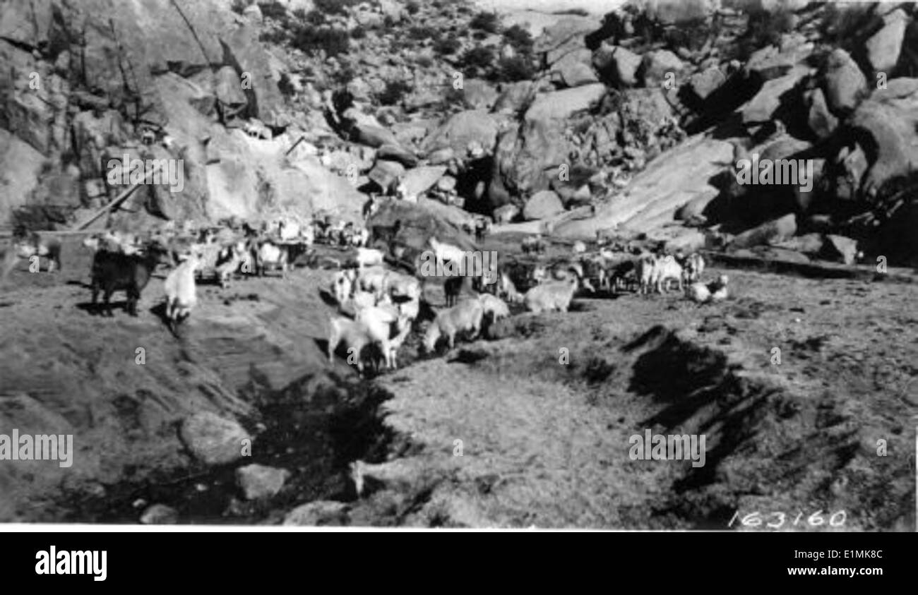 Goats health Black and White Stock Photos & Images - Alamy