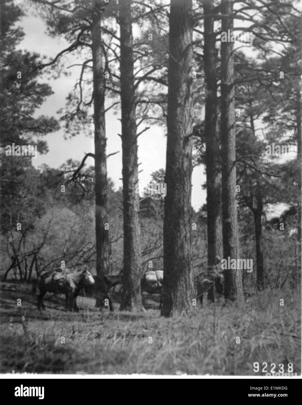 Dominant animals Black and White Stock Photos & Images - Alamy