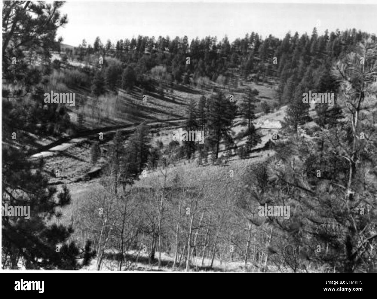 A black and white photograph of the Carson National Forest's grass ...