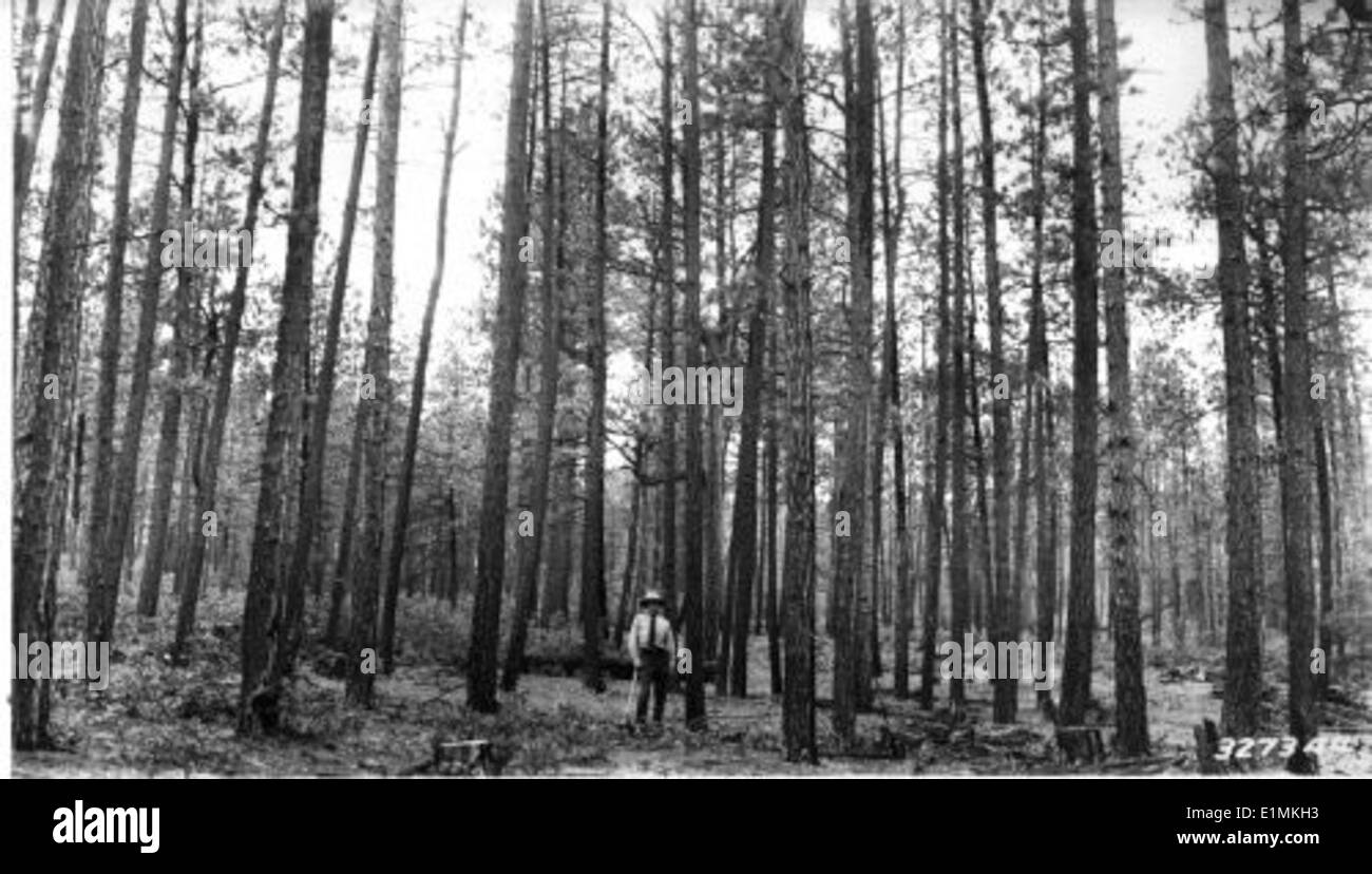 A historic black and white photo showing men in the Carson National ...